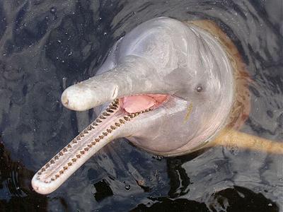 ANIMAIS EM EXTINÇÃO: BOTO-COR-DE-ROSA