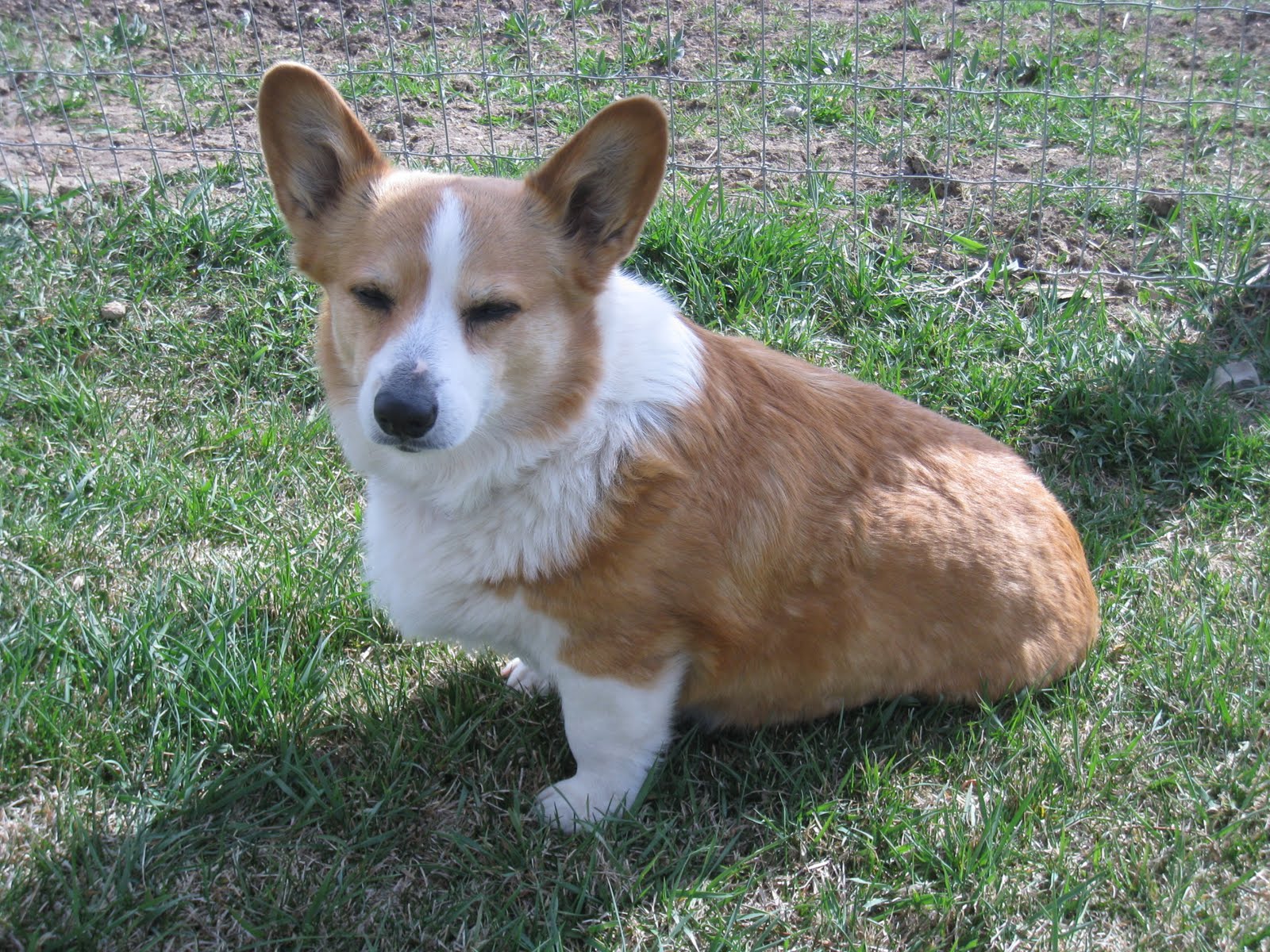 Gale Smith Quilting: Colorado's Cutest Corgis