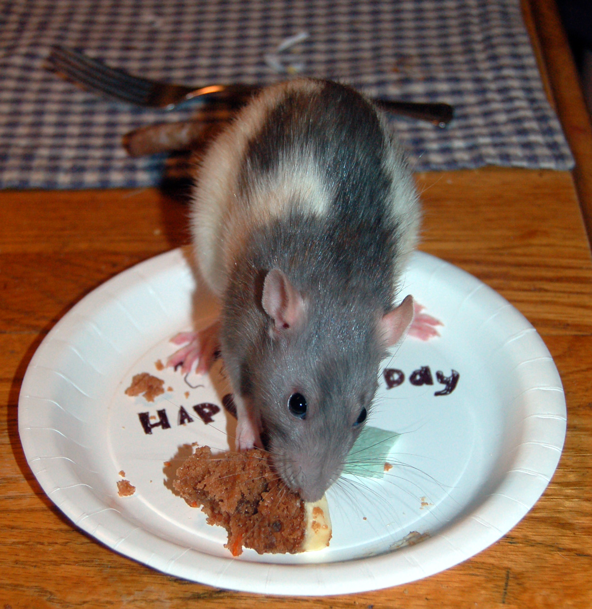 Jennifer's Photo Blog: Rat birthday party