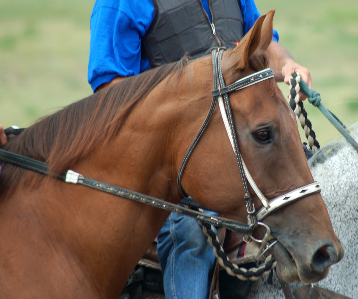 Race Horse Bridles For Sale at Sara Sugerman blog