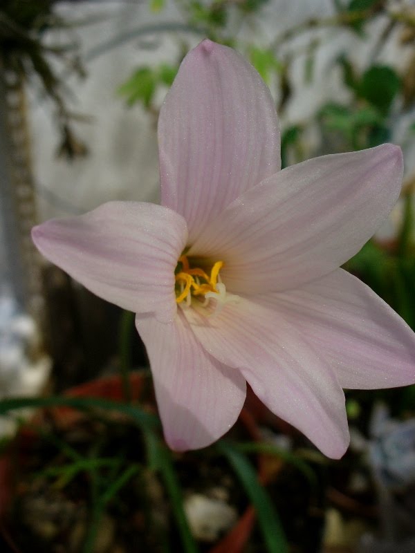 BOLBOS EM FLOR: Nova Flor