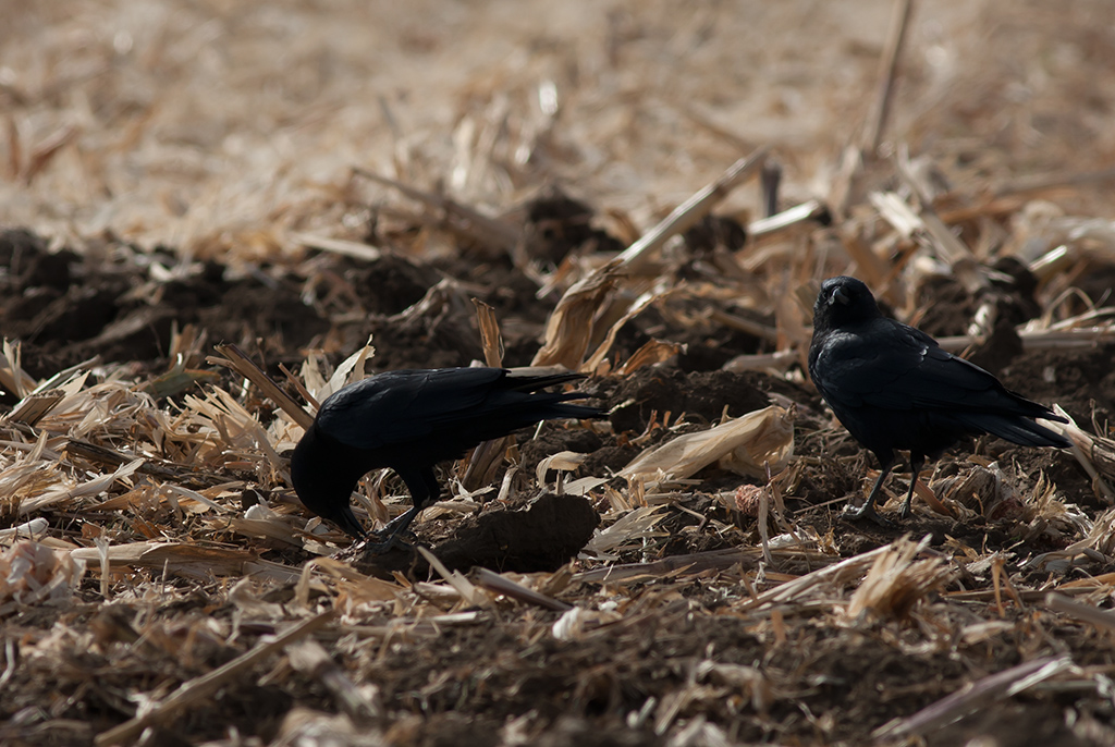 Sierra de Carrascoy: CALIFORNIA BIRDS VI: ON THE GROUND