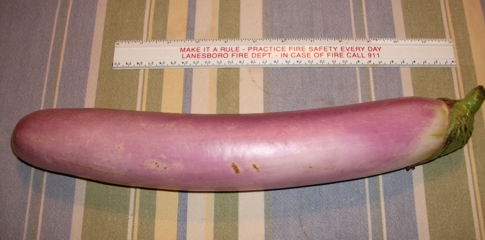 cook out of the box: Focus: EGGPLANT (Solanum Melongena)