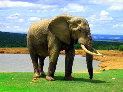 FIZIK ~ BIOLOGI ~ MATEMATIK: Fakta Menarik Tentang Haiwan