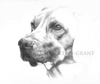 The result of a week with Anton... Rhodesian Ridgeback drawing
