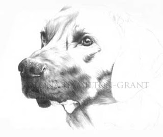 The result of a week with Anton... Rhodesian Ridgeback drawing