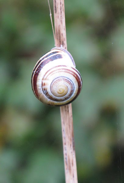 Tottenham Marshes | FoTM October Bird Survey