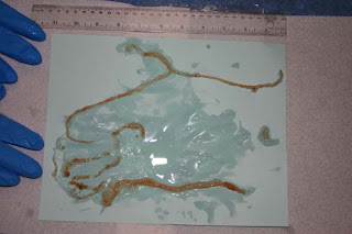 Parasitses: REAL LIFE PARASITES