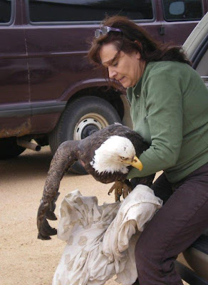 Taking Flight: ANOTHER Bald Eagle Hit by Car, Field Trip for ...