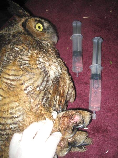 Taking Flight: Patients Big and Small, Warblers, Great-Horned Owl ...