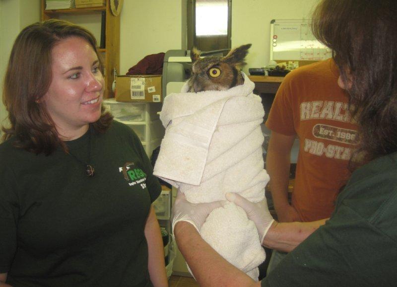 Taking Flight: Patients Big and Small, Warblers, Great-Horned Owl ...