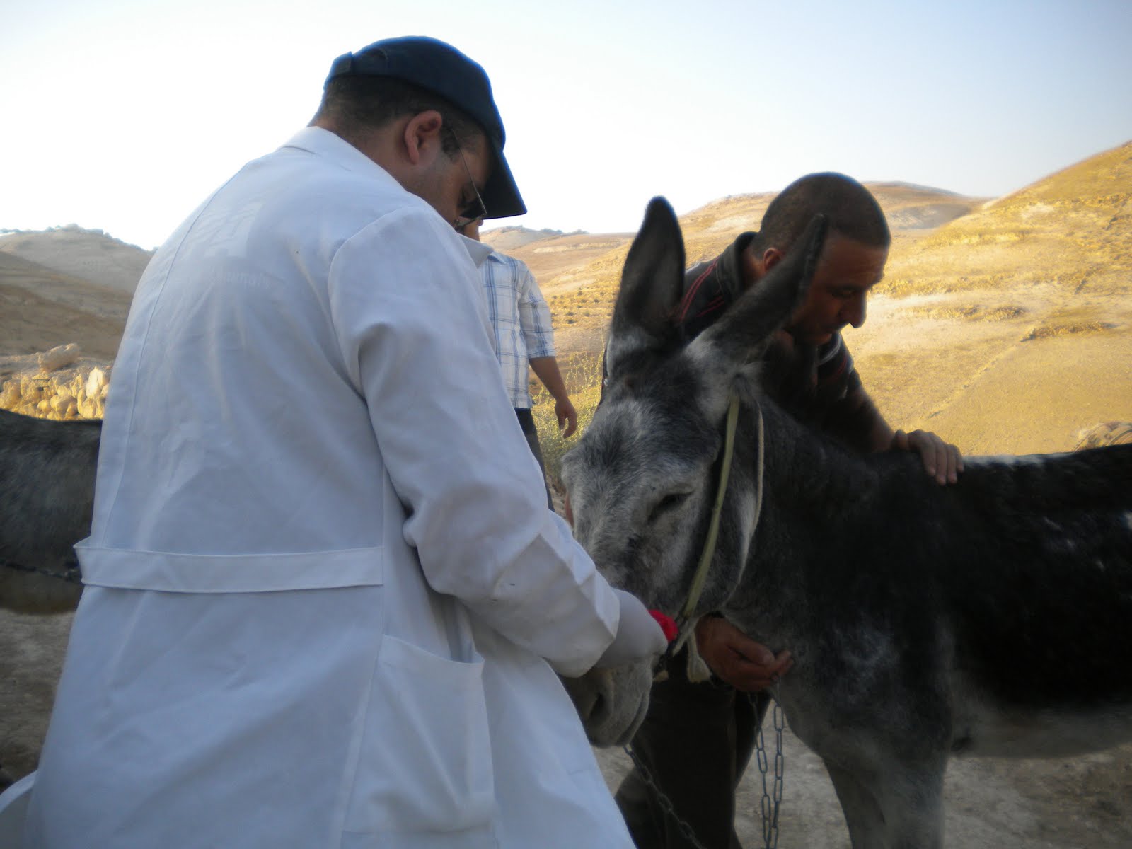 Alli in Palestine: Donkey treatment excursion