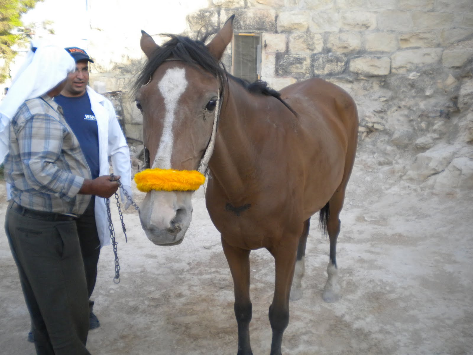 Alli in Palestine: Donkey treatment excursion
