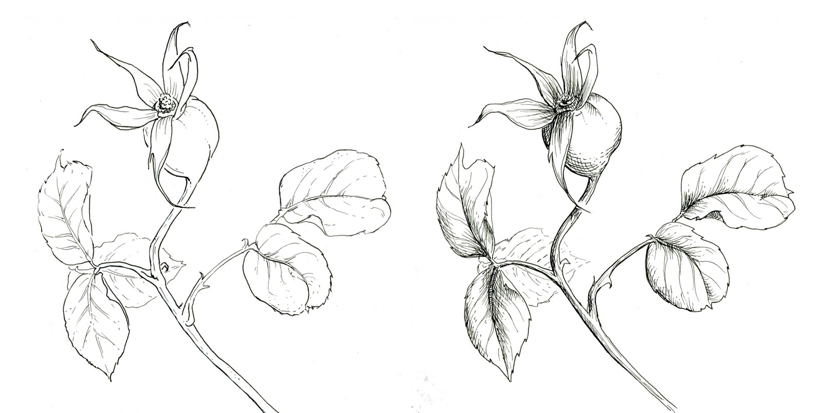 Alexis Demetriades Science Illustration: Rose Hips in Four Styles of ...
