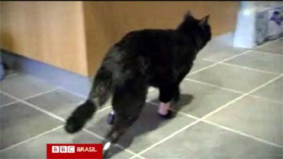 Observatório Comunitário: Gato amputado ganha patas traseiras biônicas