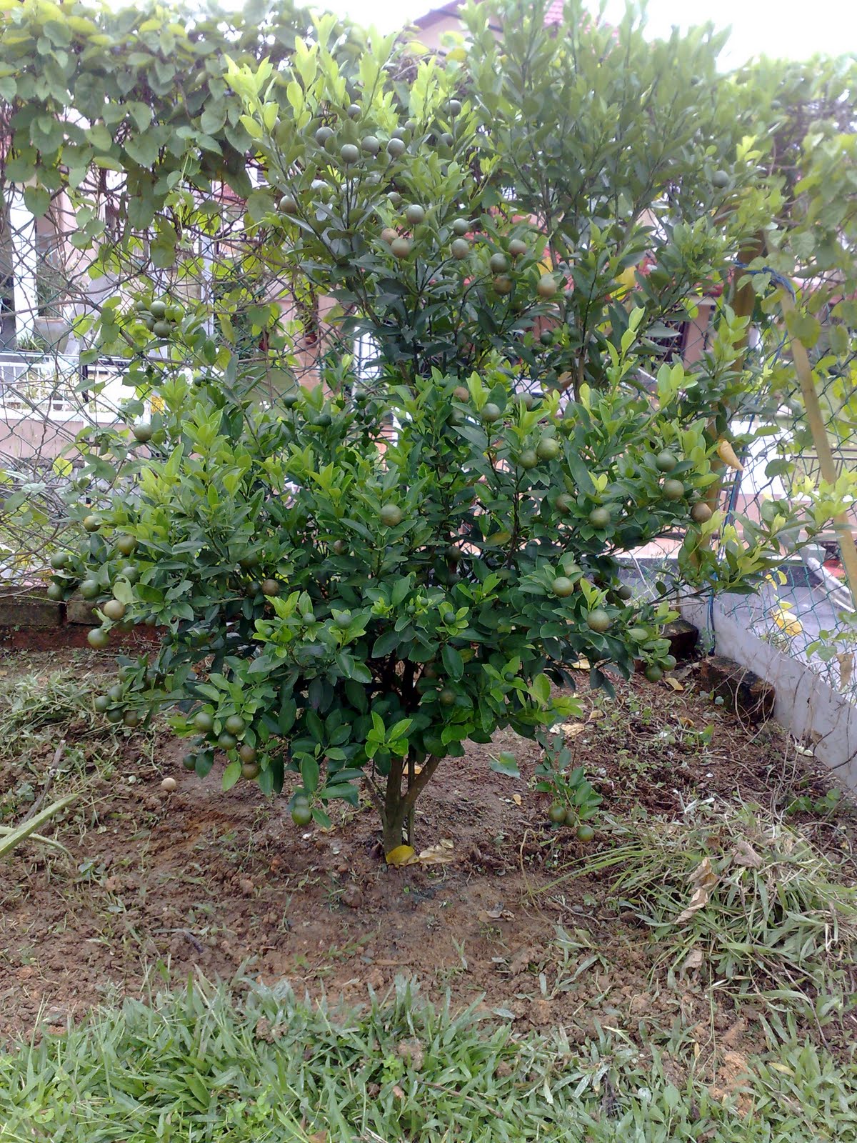 AY holiday journal: Gardening