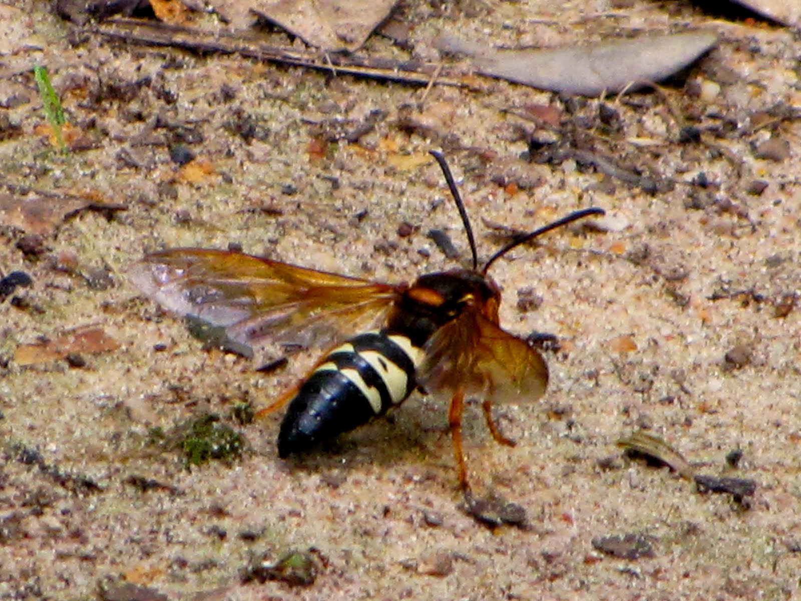 PhotoArt * Creative Digital Imaging by: brendasue: Photostudy Today ...