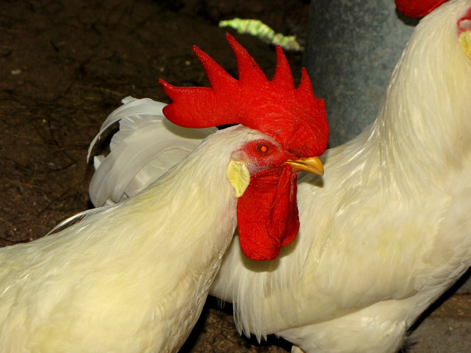 PhotoArt * Creative Digital Imaging by: brendasue: Photographing A ...