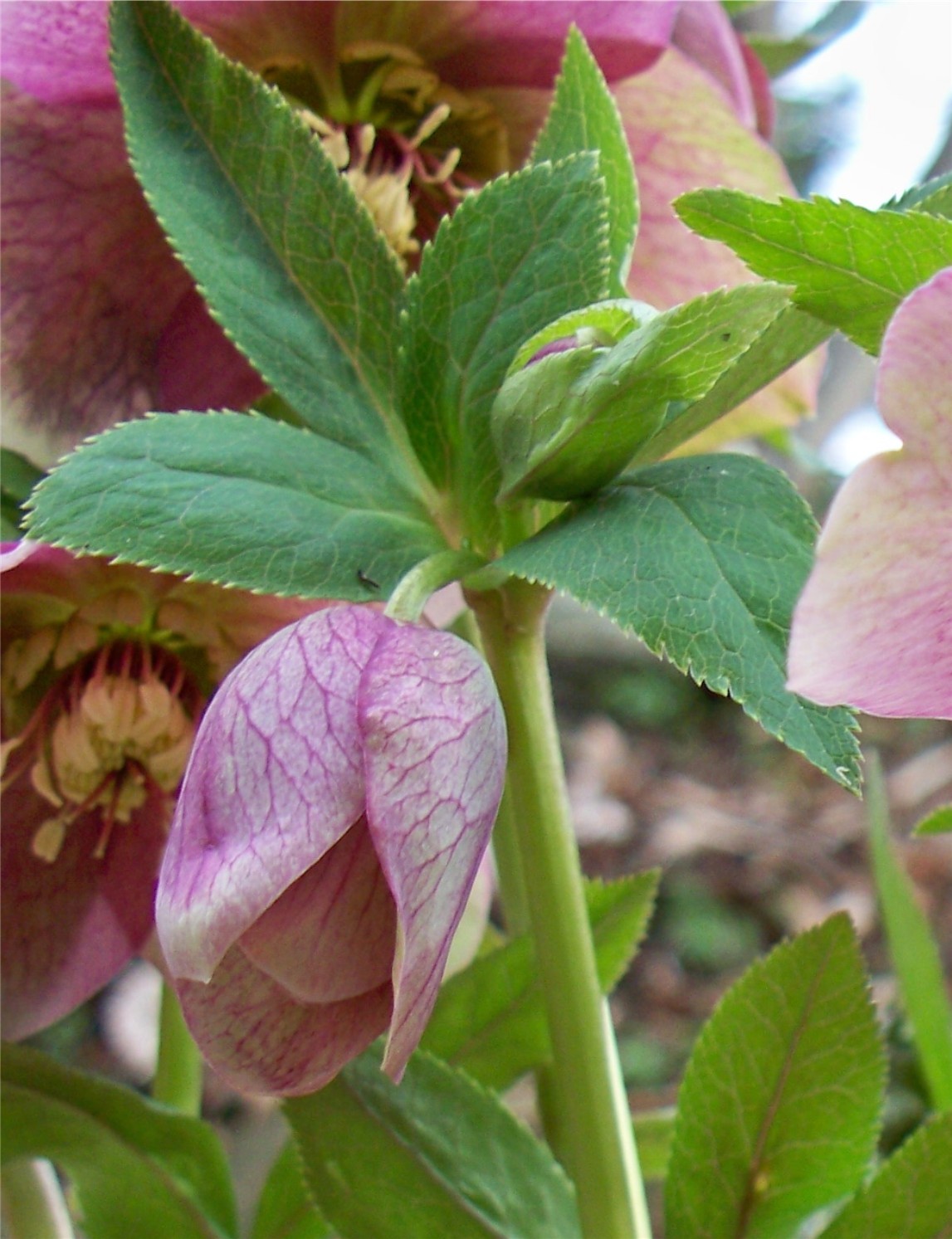 PlantPostings: Plant of the month: Hellebore