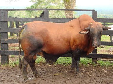 |Crosses senepol red holstein| |senepol holstein cross|