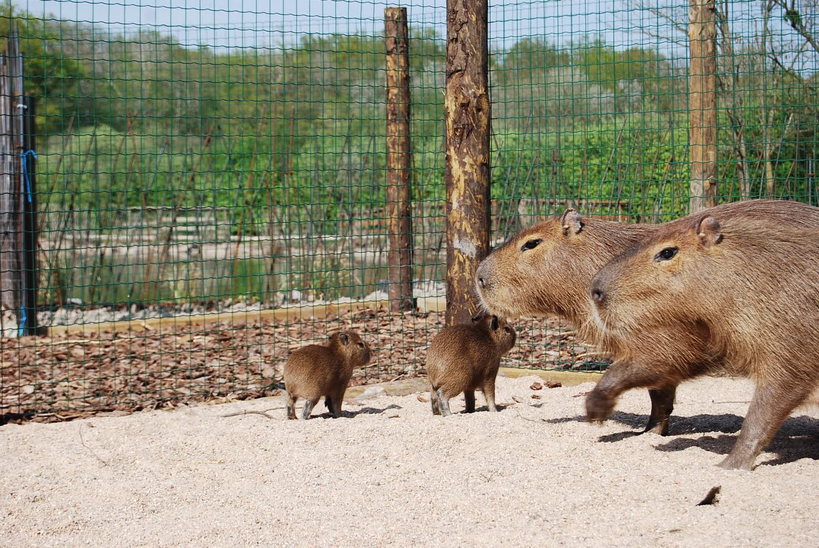 Le Blog Officiel du PAL: Naissance de 3 Capybaras ....
