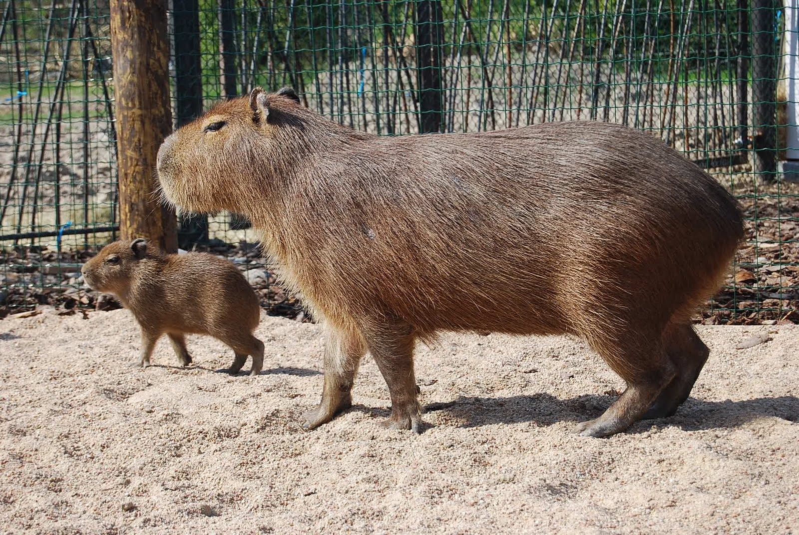Le Blog Officiel du PAL: Naissance de 3 Capybaras ....