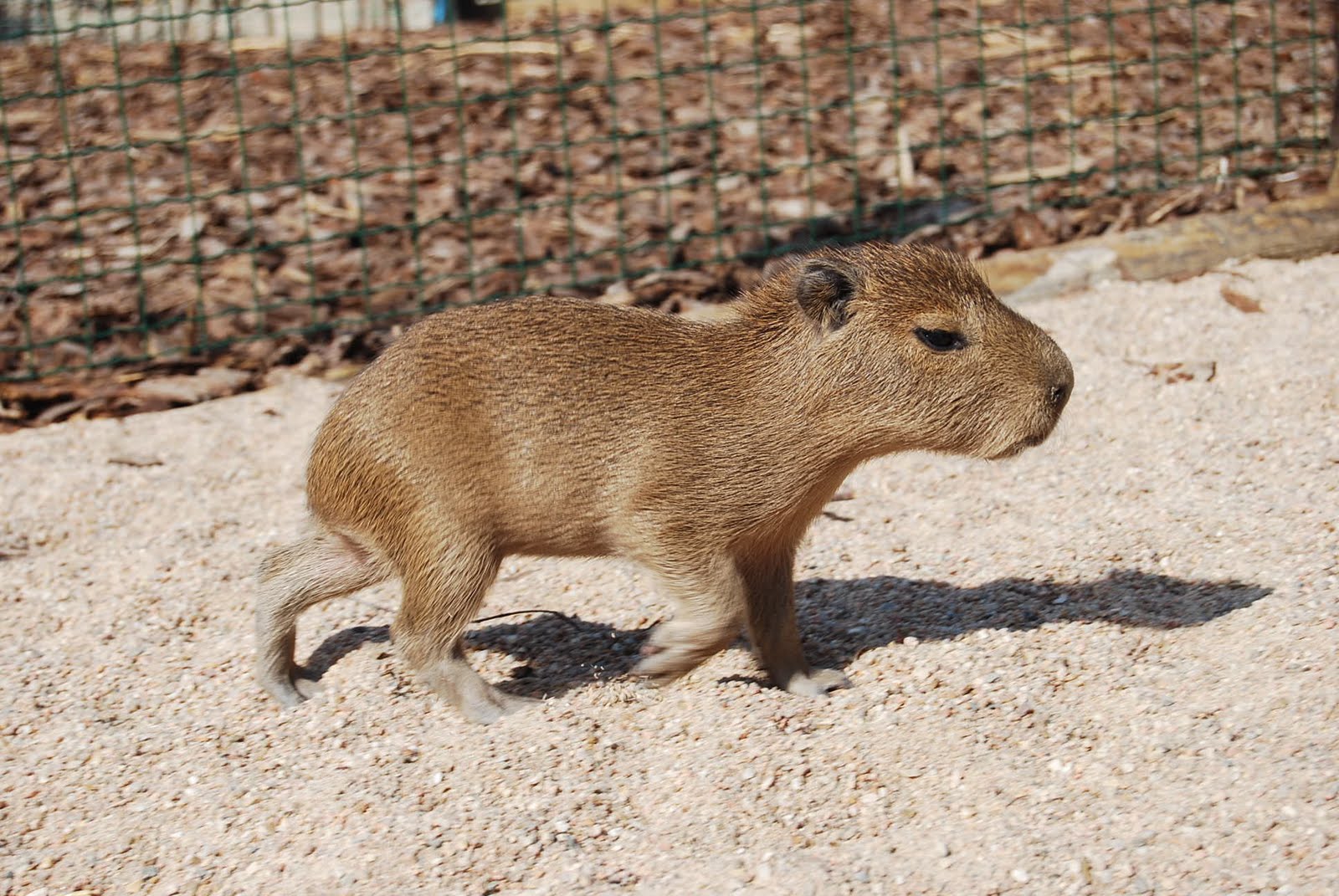 Le Blog Officiel du PAL: Naissance de 3 Capybaras ....