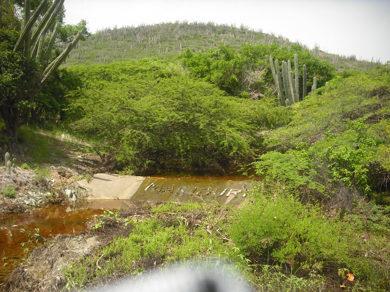 De belevenissen van de Familie Fingal op Aruba: Andicurri, Miralamar en ...