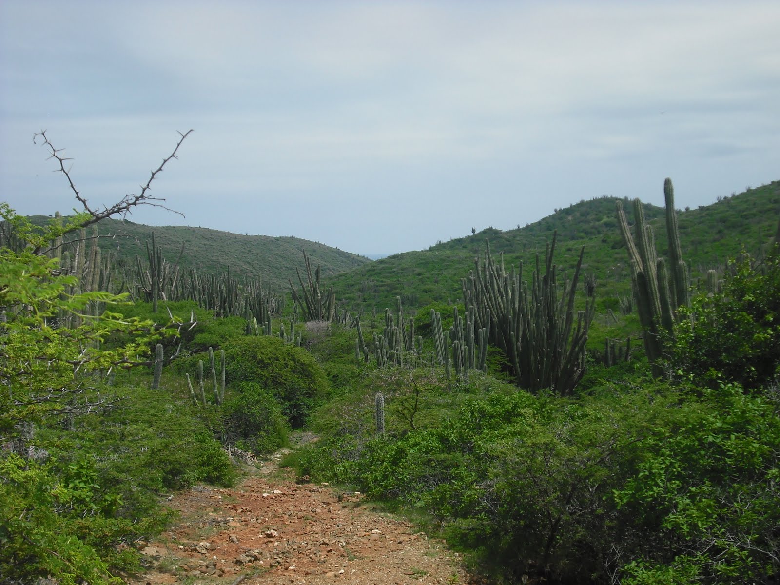 De belevenissen van de Familie Fingal op Aruba: Andicurri, Miralamar en ...