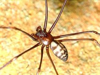 Aracnidos: Scytodoidea