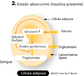 PROF. FABIO BRASIL - OBESIDADE E EMAGRECIMENTO: Como funcionam as ...