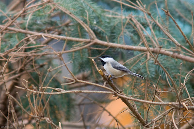 My Mid-Atlantic Birds