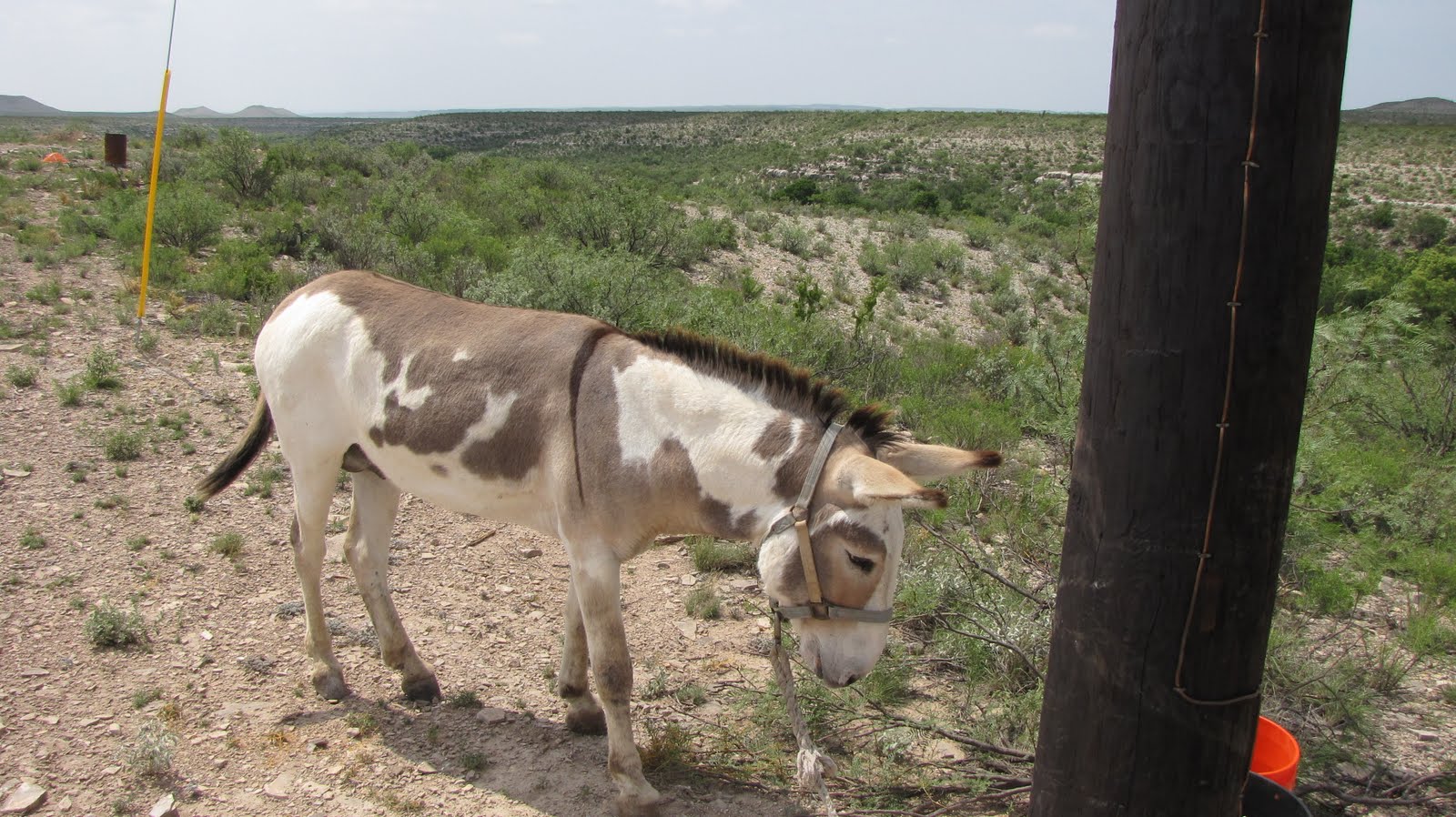 Bird Song Outpost: Donkey Donk