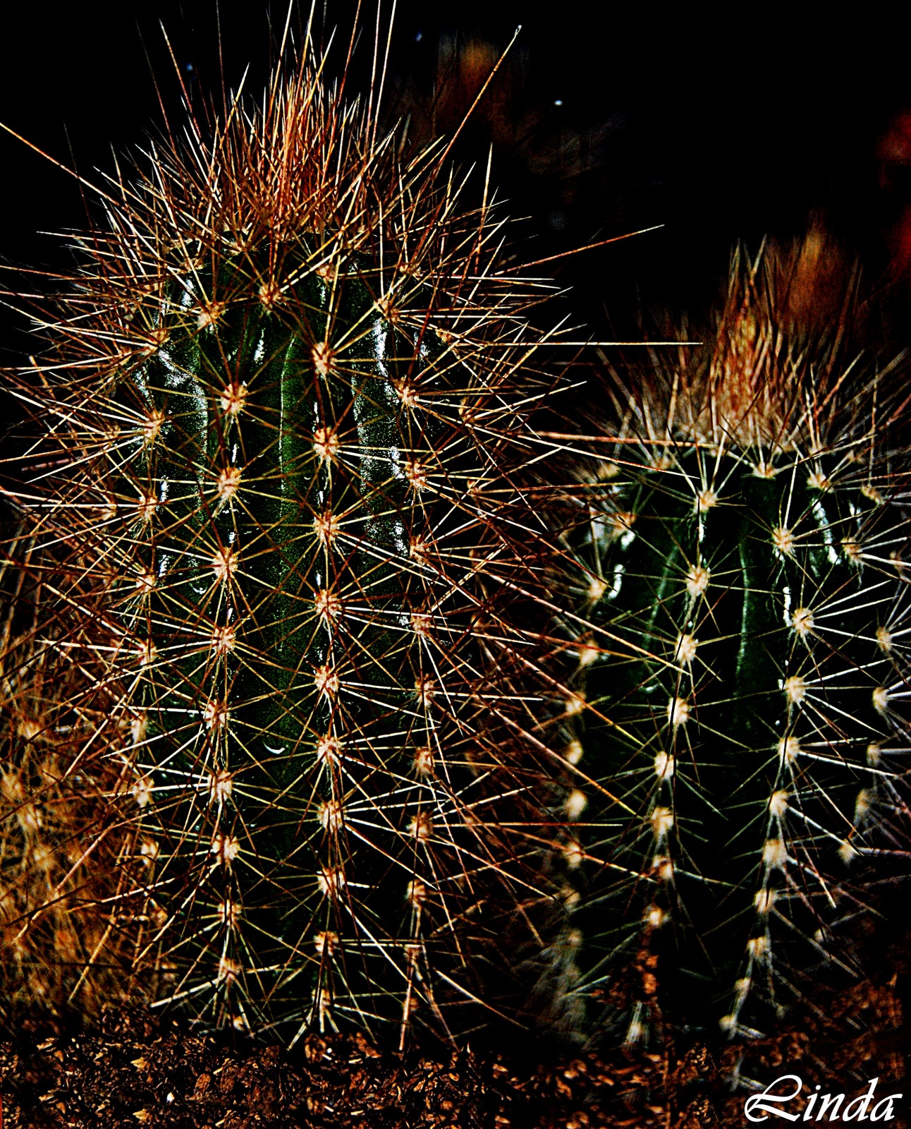 lindaoghanne: kaktus!