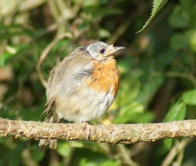 Keepers Cottage Wildlife Garden Diary: In The Garden before & after the ...