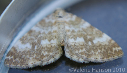 Keepers Cottage Wildlife Garden Diary: Moth Trapping 24th May 2010