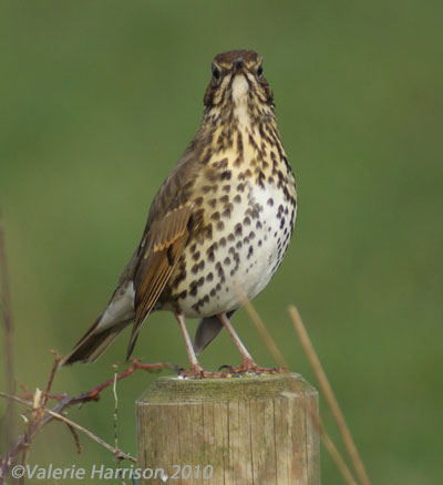 Keepers Cottage Wildlife Garden Diary: December 2010