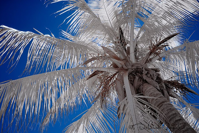 Deborah Sandidge: Super Color in Infrared...