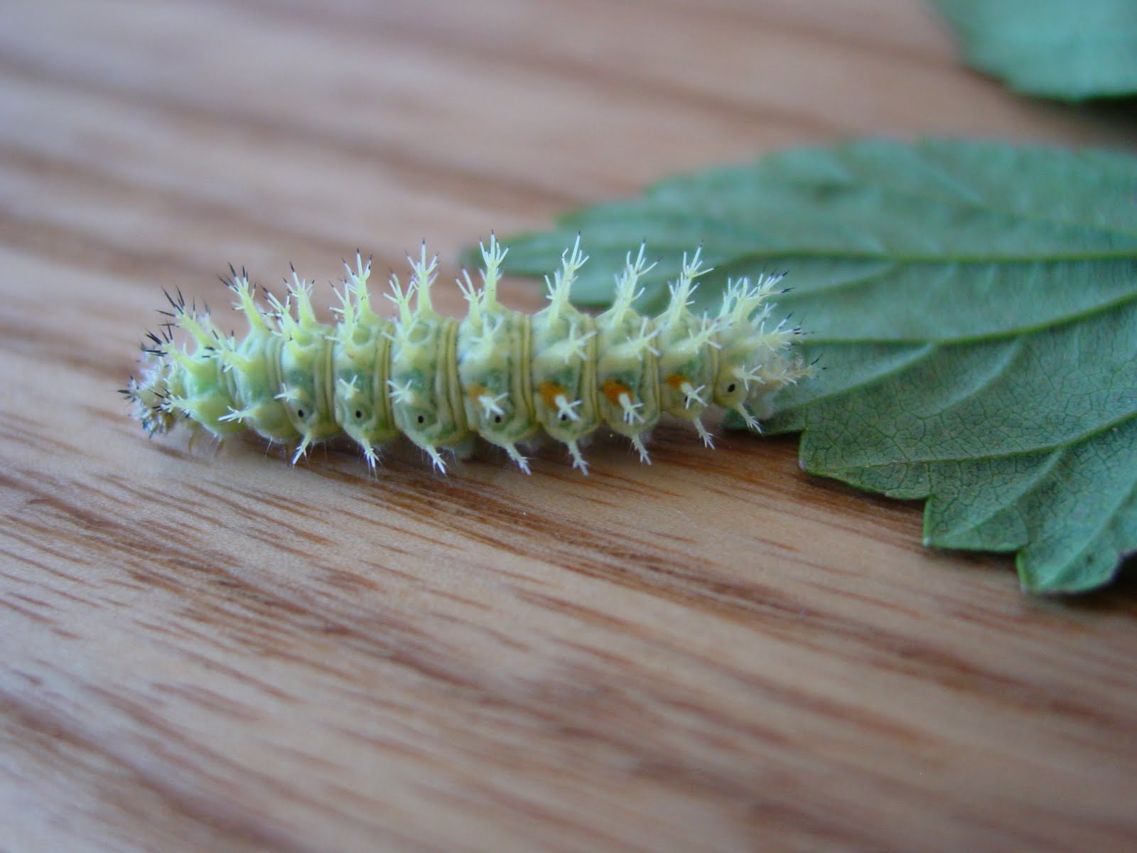 WNC Vegetable and Small Fruits News: Hops Pest: Eastern Comma Butterfly