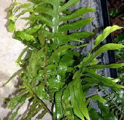 PLANT: THE MONARCH FERN