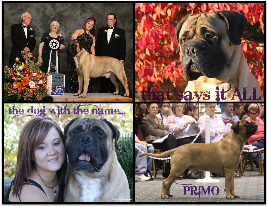dal Primo Bullmastiff News: dal Primo finishes 2010 with FOUR Top 20 dogs!