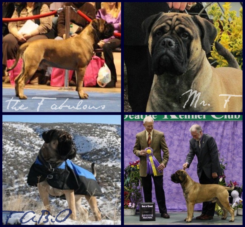 dal Primo Bullmastiff News: dal Primo finishes 2010 with FOUR Top 20 dogs!