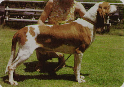 Copoi ardelenesc - Wikipedia