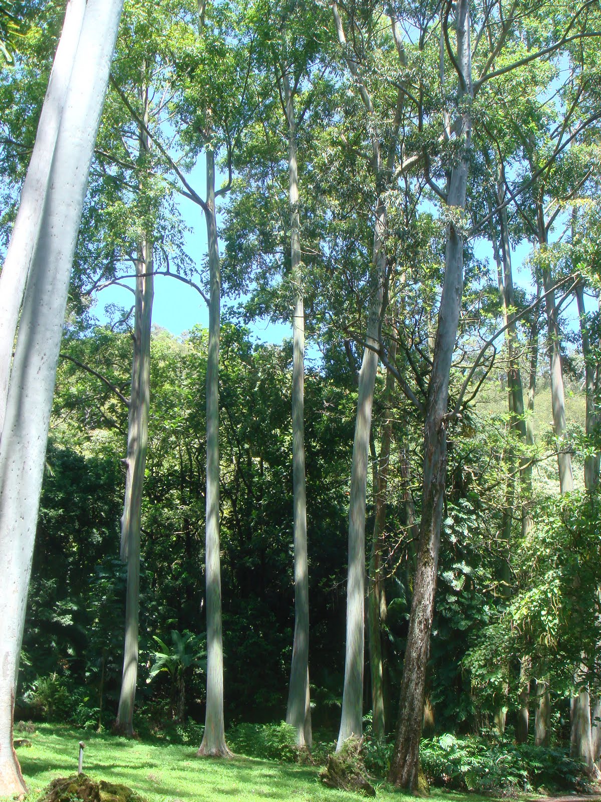 Uyilly's Travels: Maui, HI: 4/4/10 - 4/7/10