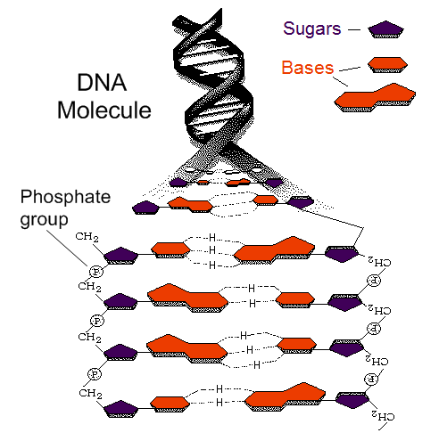 Phosphate Group In Dna Model