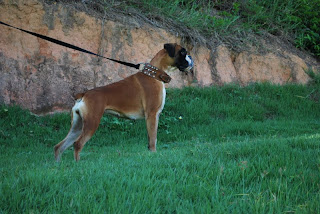 CANIL NEW CONGO: BOXER EUROPEU.