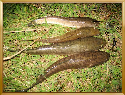 C.O.M.O.T: HARUAN PENUTUP TIRAI 2009