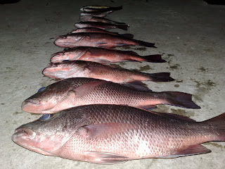 C.O.M.O.T: SIAKAP MERAH LAGI...