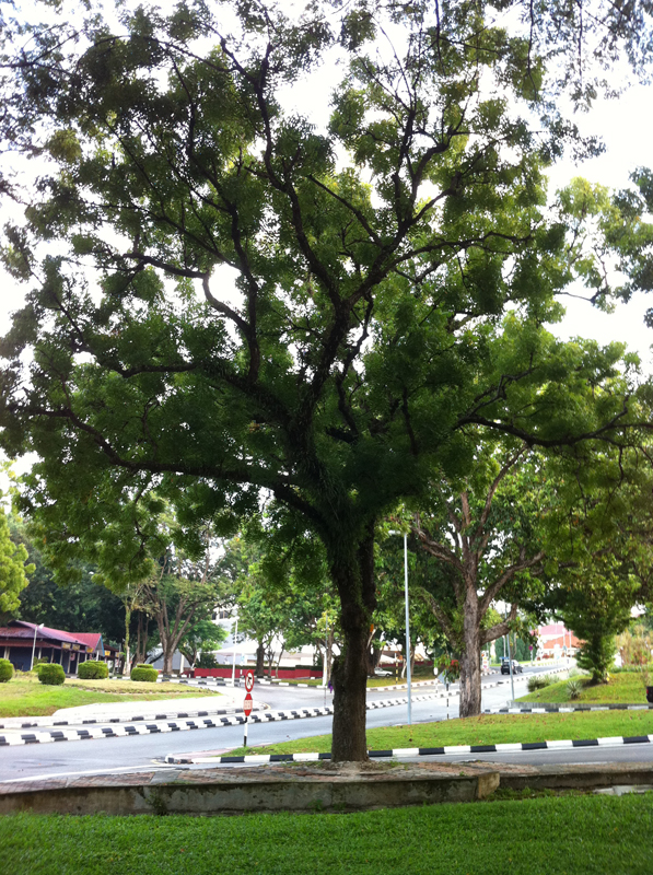BIODIVERSITY OF EUREKA RIVER AT USM