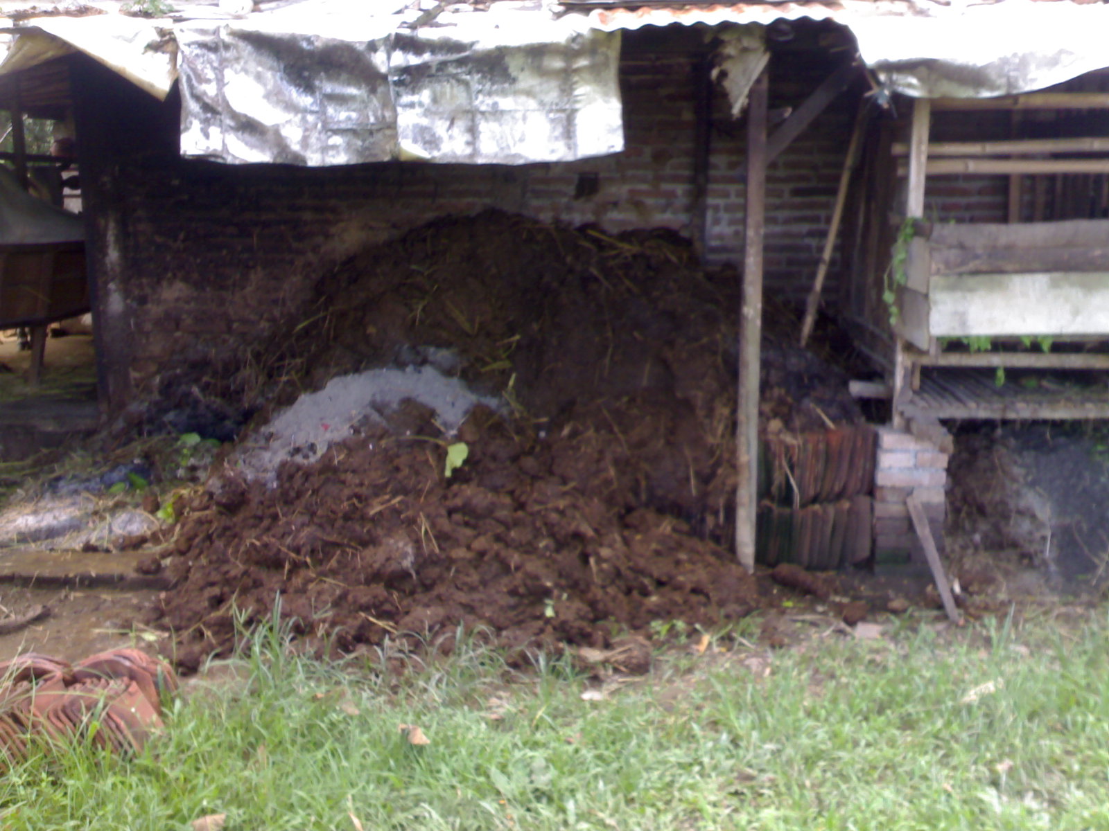 Limbah Sapi | Saraswati Update